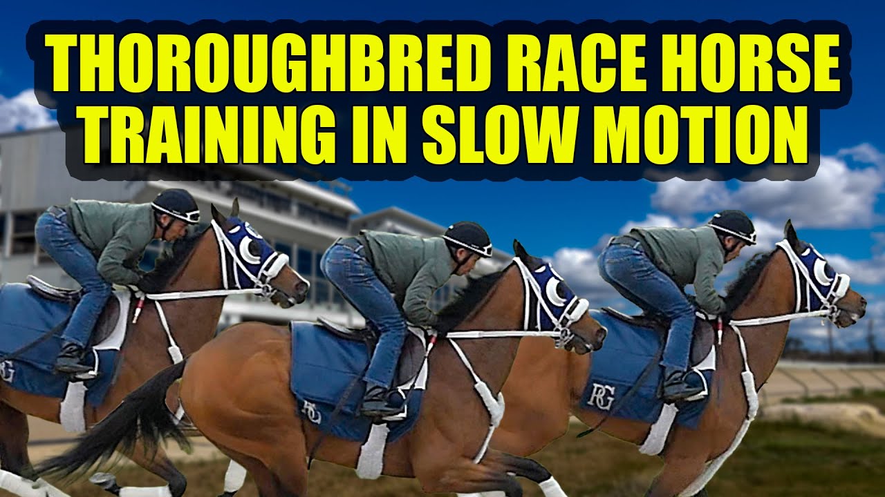Thoroughbred Horse Race Training In Slow Motion - HMD Show - Tuesday ...