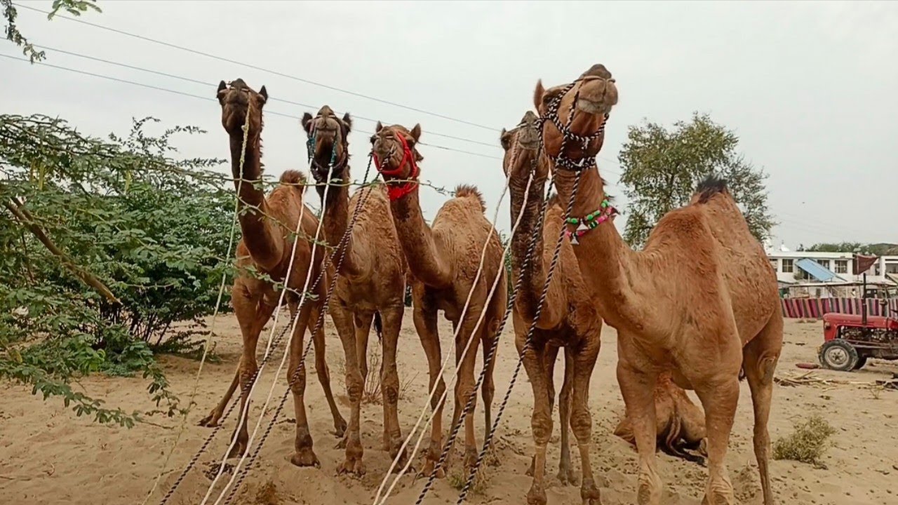 मल्लीनाथ पशु मेला बालोतरा। ऊंट मेला बालोतरा। camel fair balotra #ऊंट # ...