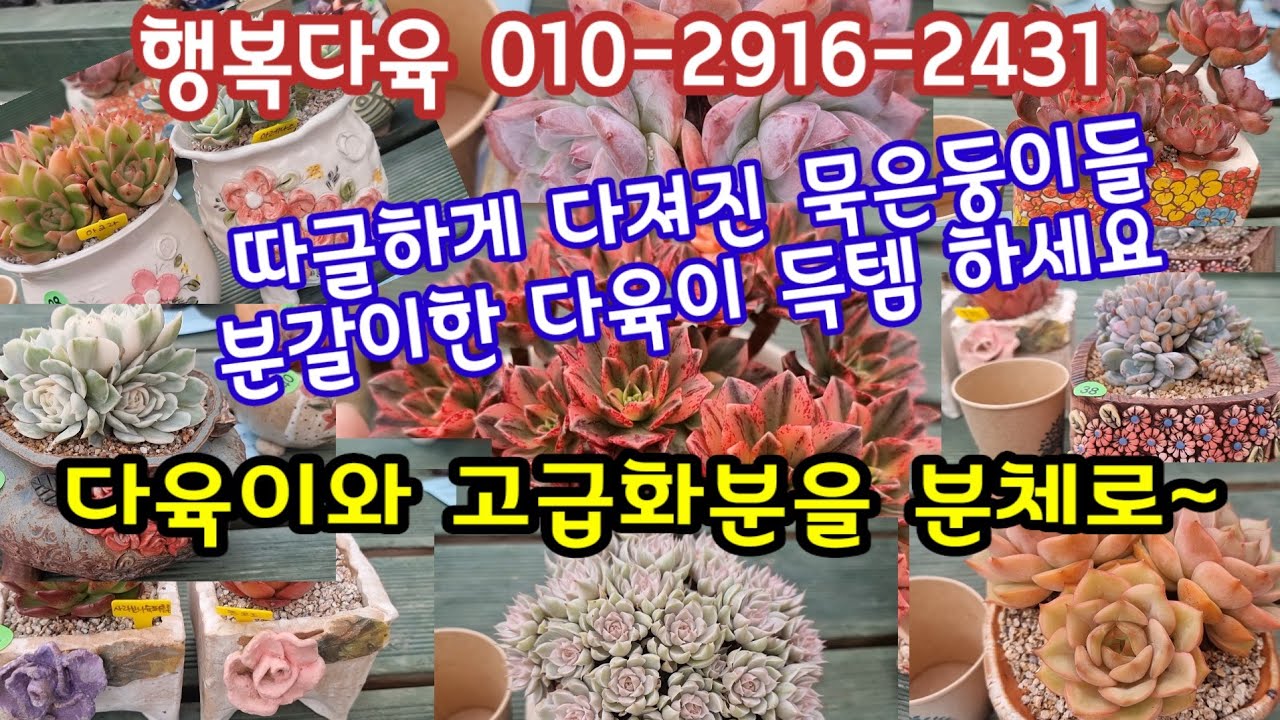 다육이 와 화분 완성체로 득템 기회 23109일🪴가을빛에 달궈진 다육이 고급 공방수제화분 에 담아 가세요 🌺행복다육