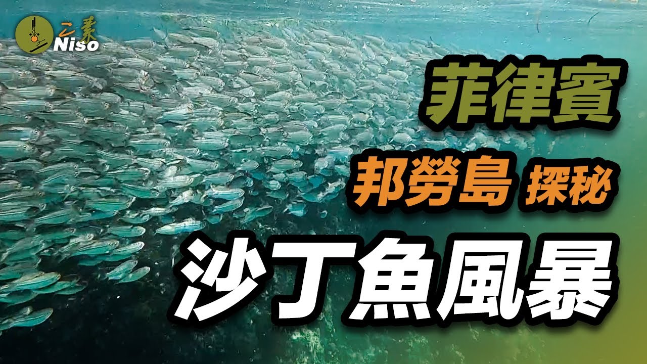靠近水面的沙丁魚風暴｜Napaling Reef｜邦勞島｜菲律賓｜岸潛｜自潛 - YouTube