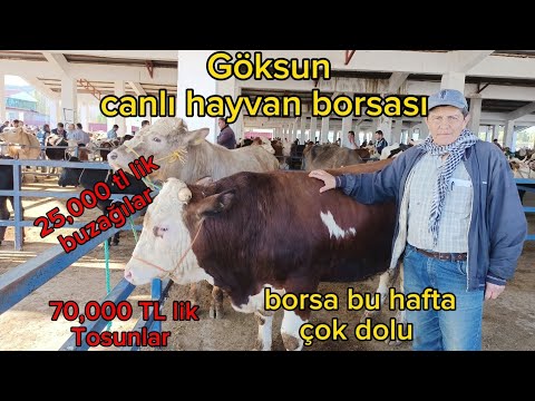 Göksun hayvan borsası son durum #hayvancılık #hayvanpazari #cattle market #göksun