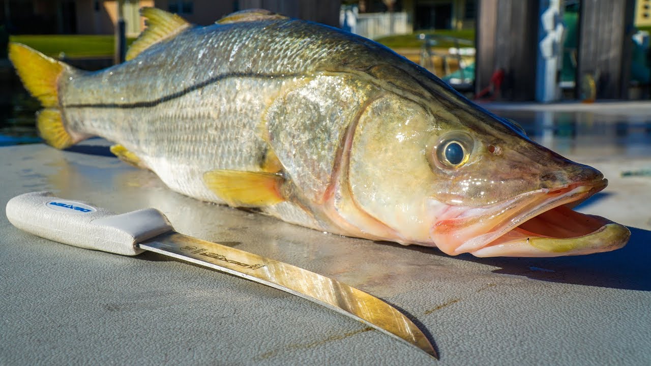 You CAN'T Buy This Fish... Catch Clean Cook - YouTube