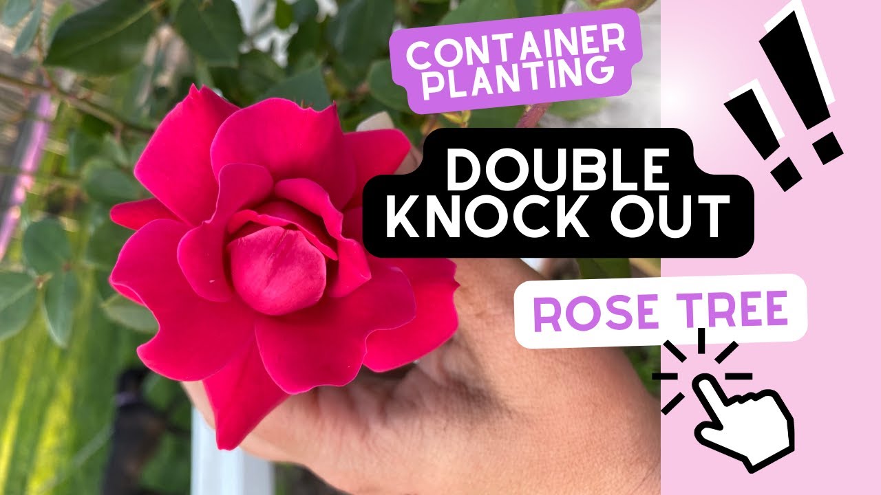 Knockout Rose Tree