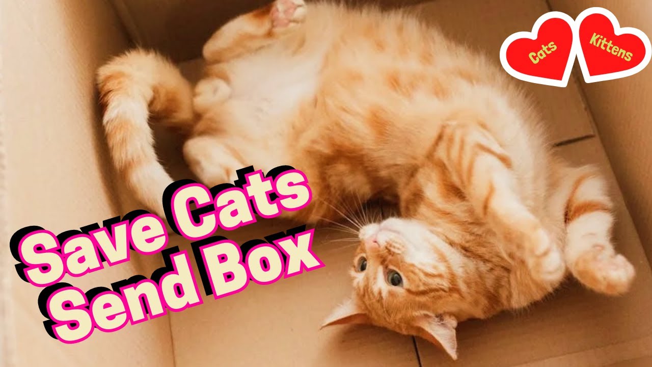 🐱📦 "Pawsome Boxes, Meowvelous Cause! Join the Cat Fosters on International Box Day! 🐾😺 #cats ...