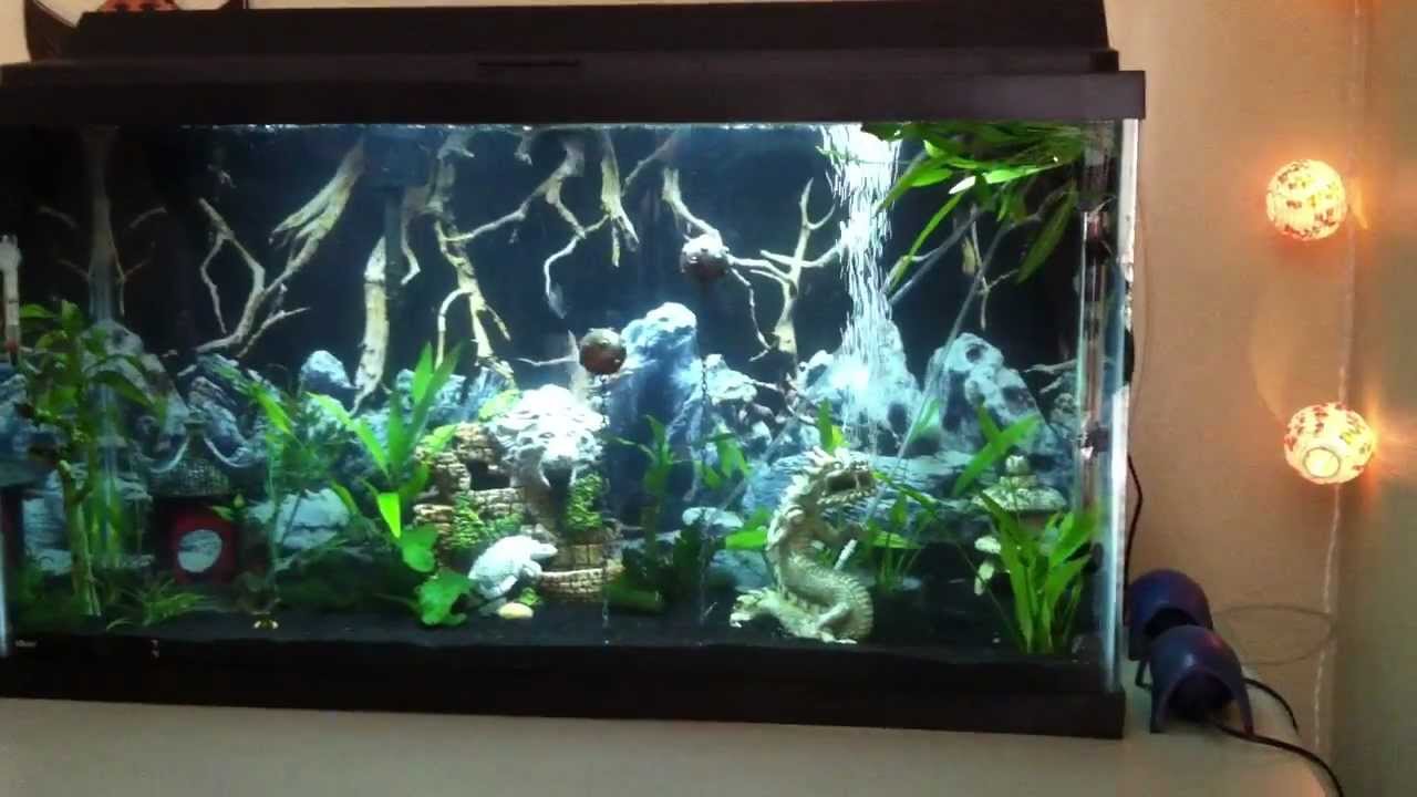 38 gallon aquarium :D - YouTube