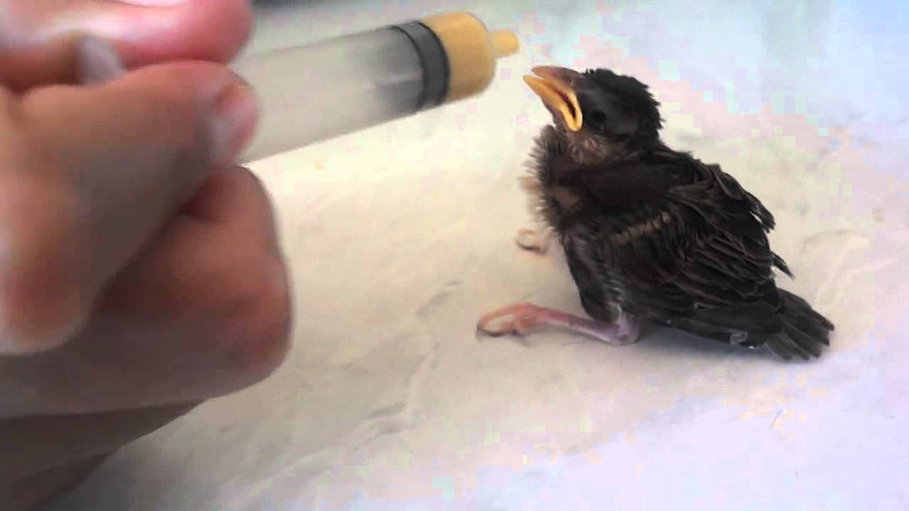 Salvando filhote de pardal - YouTube