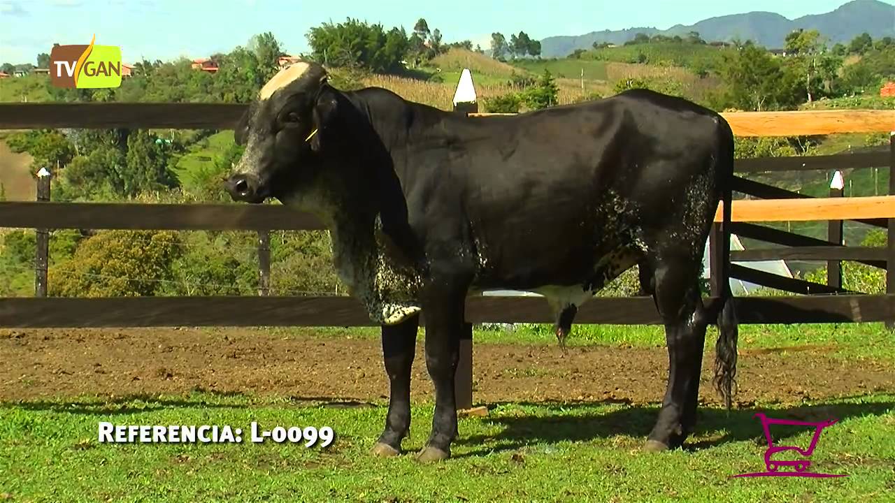 2015:TORETE PARA LA REPRODUCCIÓN, PESO PROM/ANIMAL 385 KG, EL CARMEN DE ...