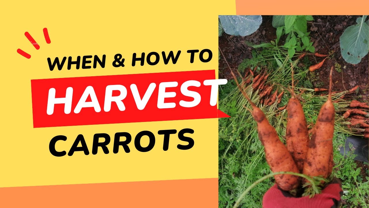 How and when to harvest carrots - YouTube