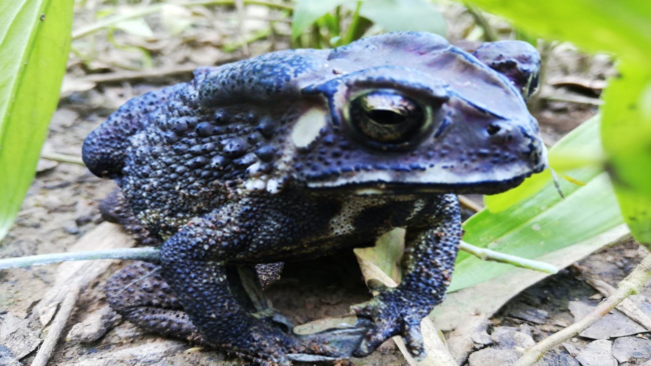 Giant toad breathing tired - YouTube