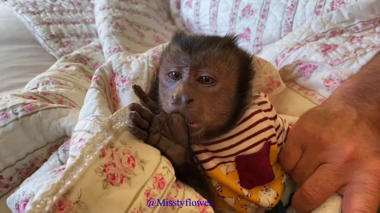 Monkeys Toby, Angelika & Russel’s mornings 😴 🛌 💤 😊 ☀️ - YouTube