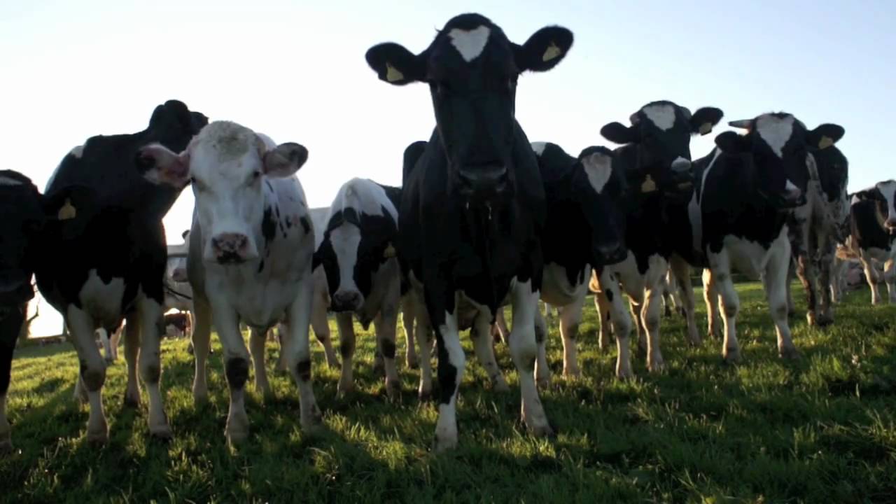 Cows first night out at grass 2011.Sunny April evening - YouTube