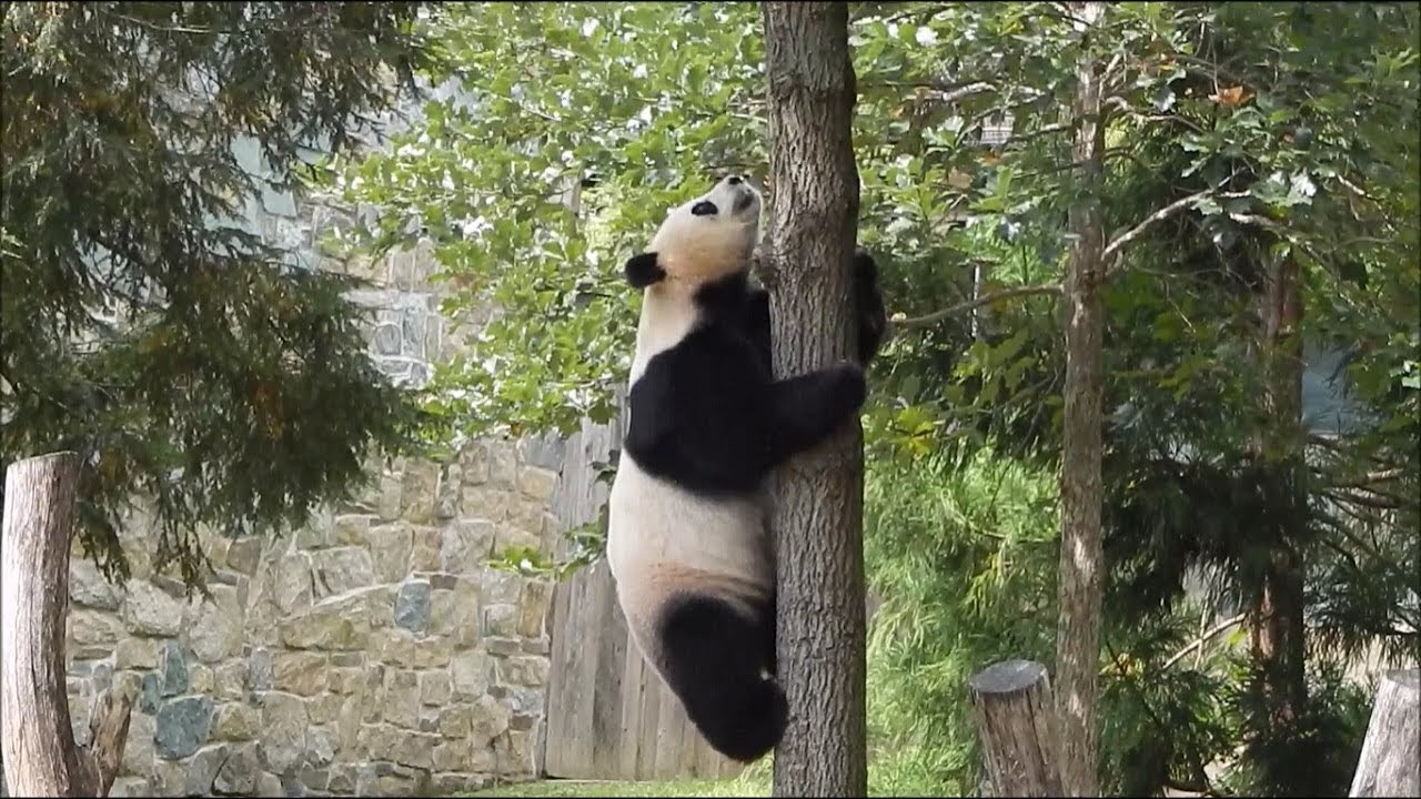 Mei Xiang 9/21/17 - YouTube