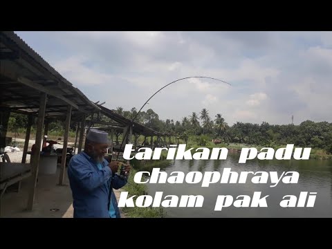 Patin chaophraya Kolam Pak Ali - YouTube