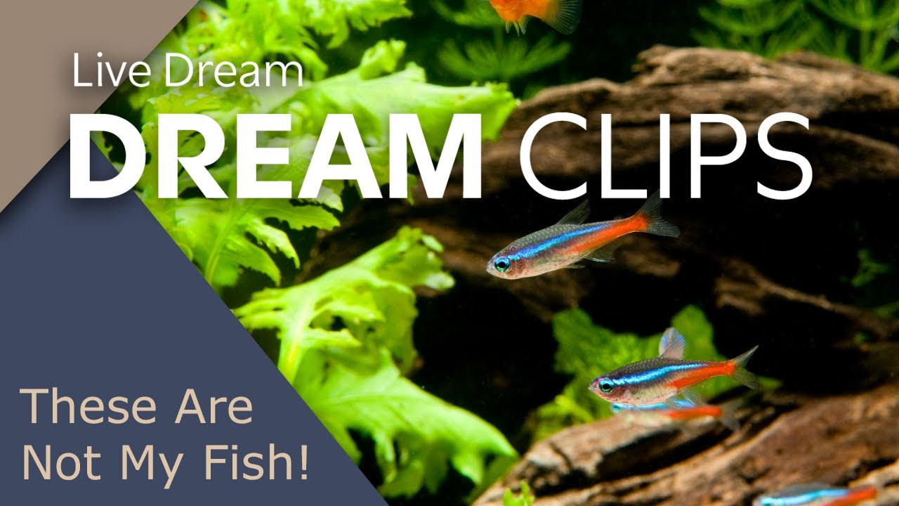 These Are Not My Fish! - YouTube