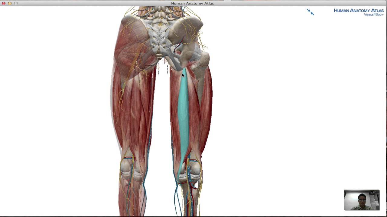 Flexors (Hamstring Group) - YouTube