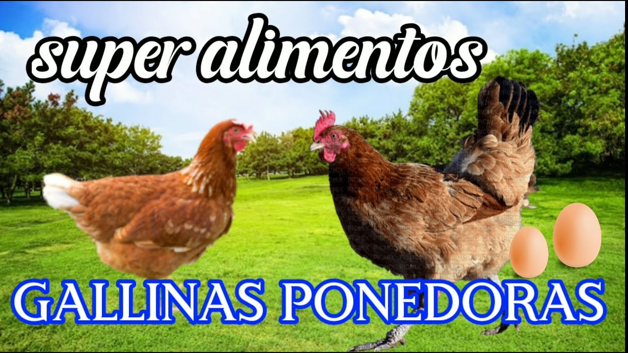 Gallinas ponedoras y Gallinas criollas mejoradas - YouTube