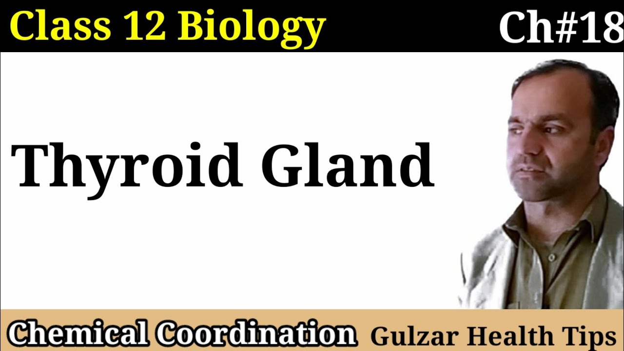 Thyroid gland | Structure and functions of Thyroid gland | Class 12th Biology. - YouTube