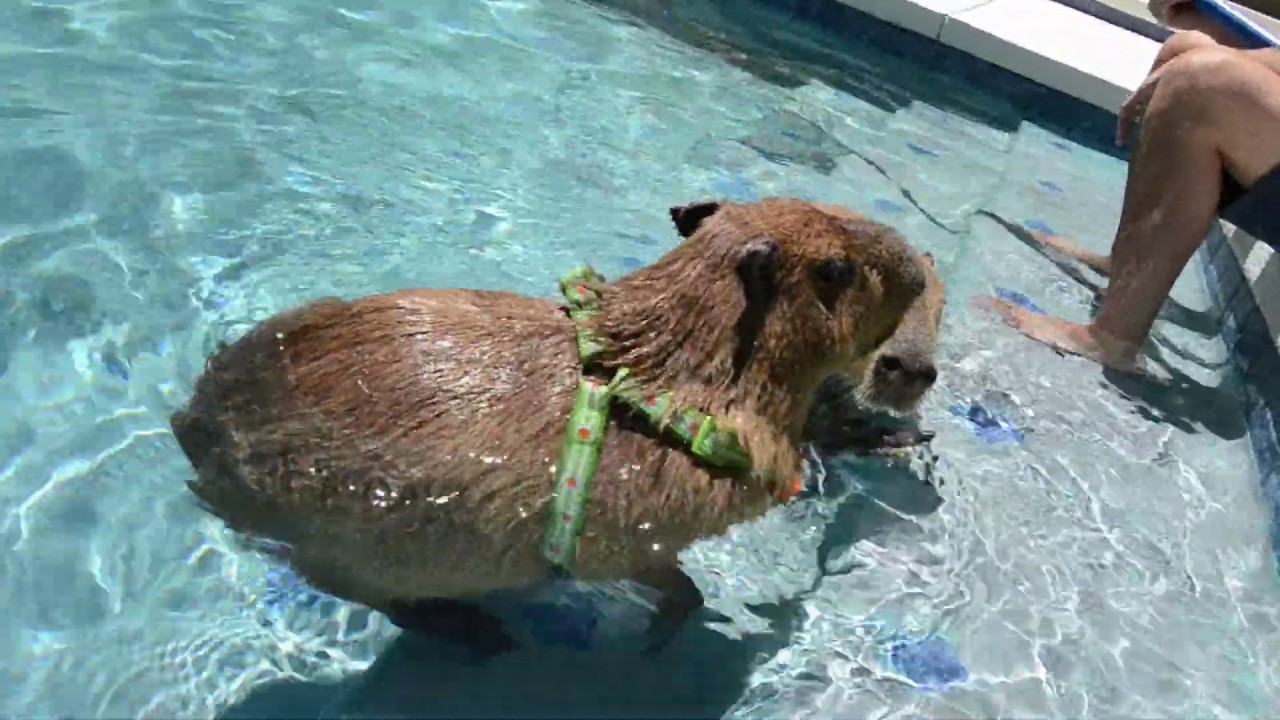 Capybara Swimming Pool