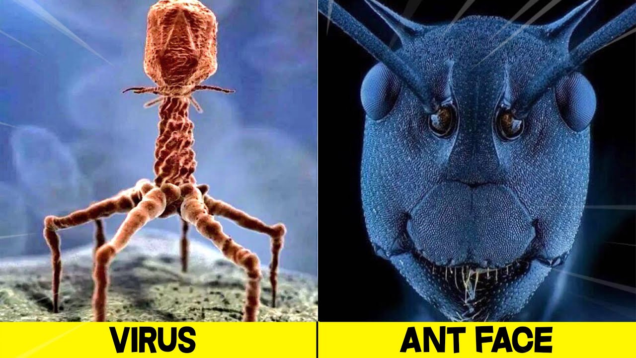 10 Fascinating Objects Under A Microscope - Can You Guess Them? - YouTube