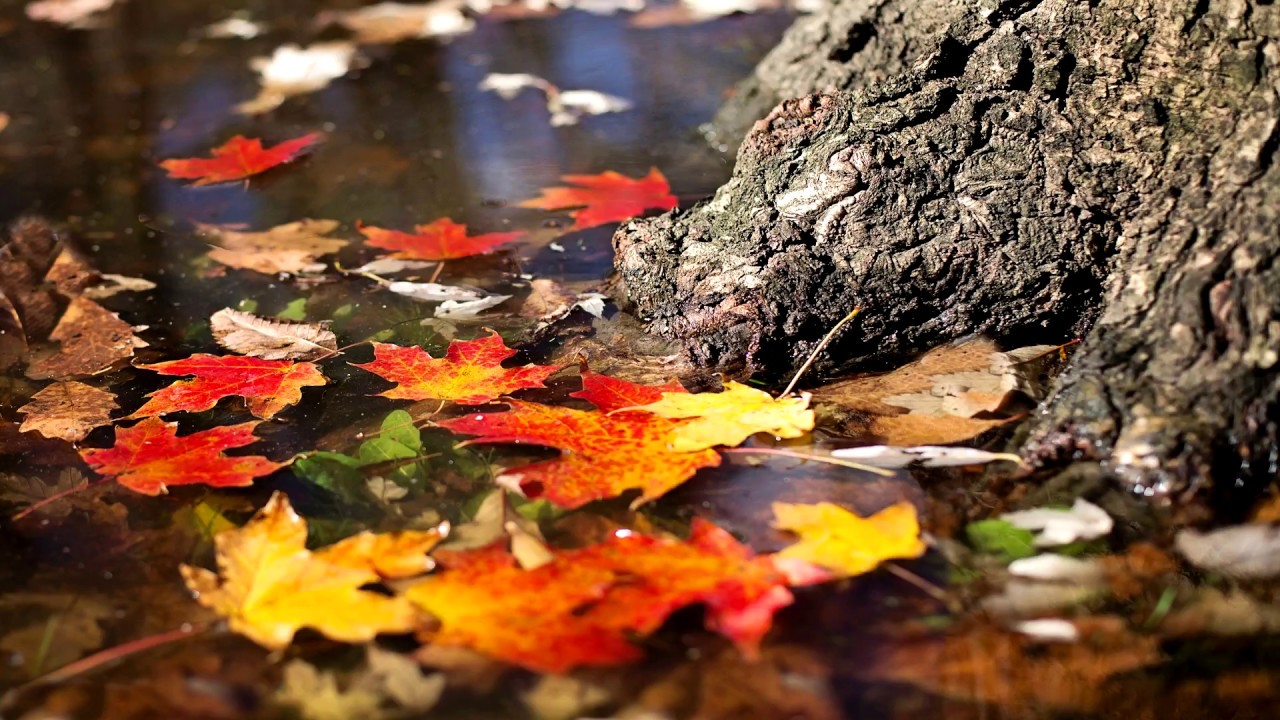 Autumn Visuals With Relaxing Music - YouTube