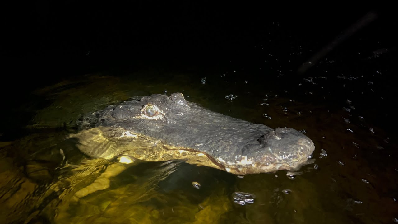 We found SNAKES and ALLIGATORS at night driving through Florida! - YouTube