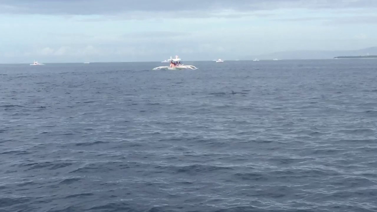 Dolphin Watching @ Bohol Part 3 - YouTube