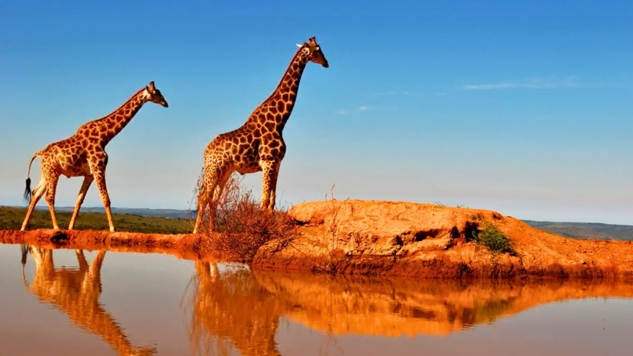 The Perfect View of Two Giraffes at Founders Lodge - YouTube
