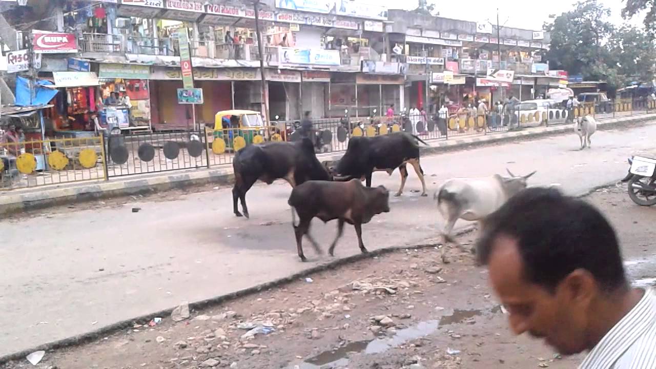 ox fighting bhiloda - YouTube