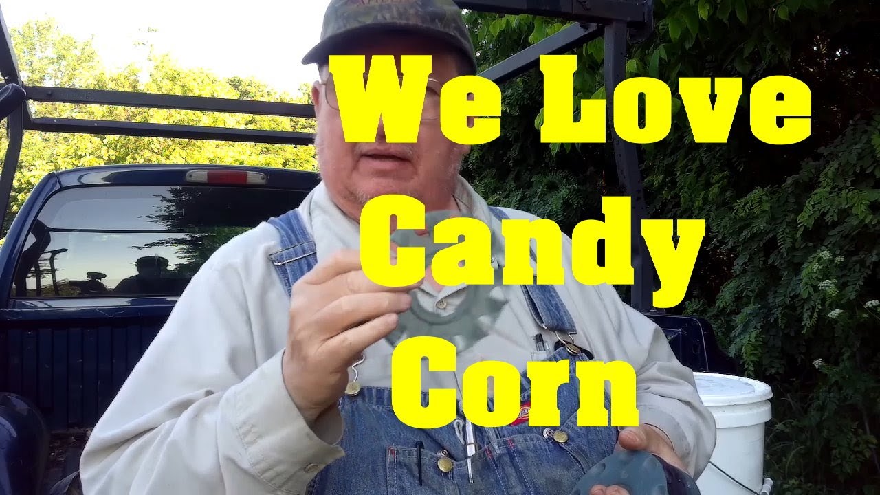 SUPER SWEET Candy Corn IS Our Most Expensive crop!! Homesteading 101 ...