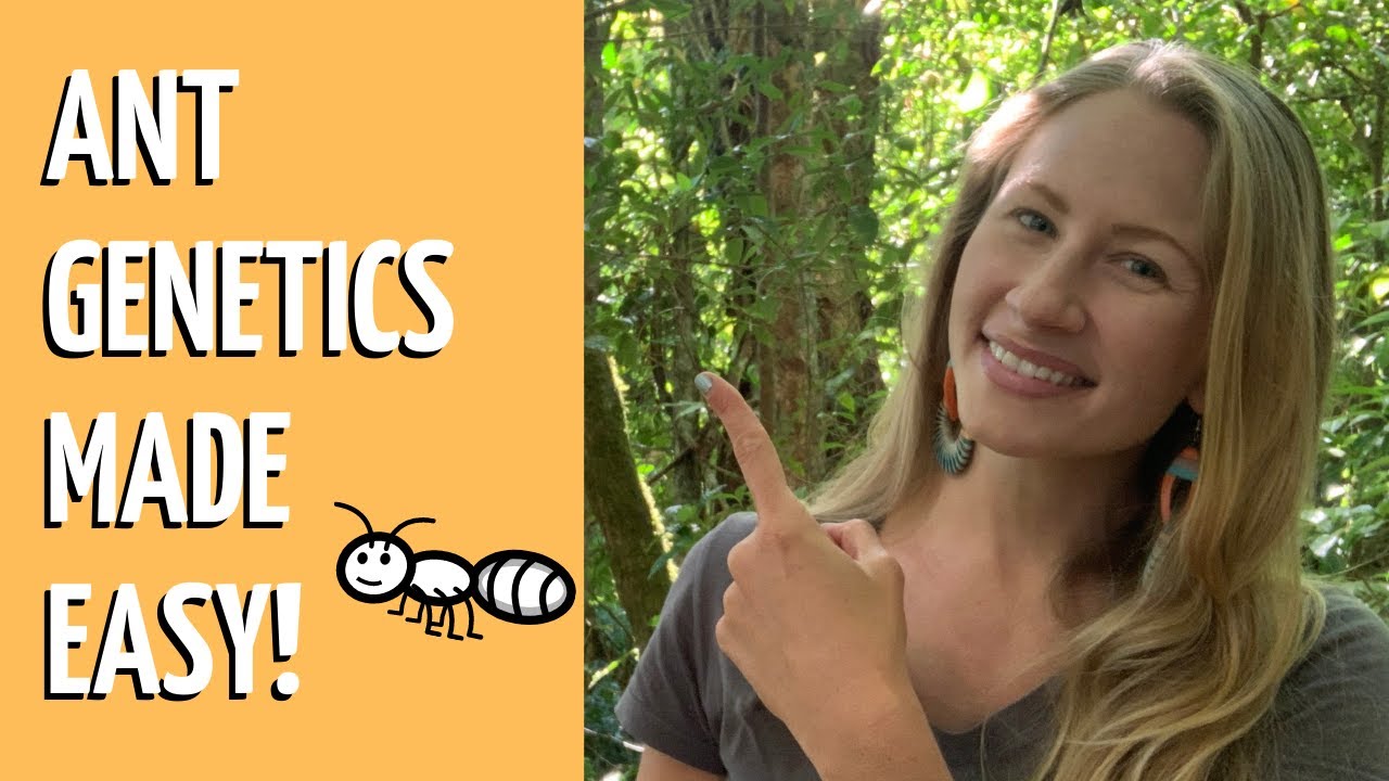 Alexa Explains: ANT GENETICS - YouTube