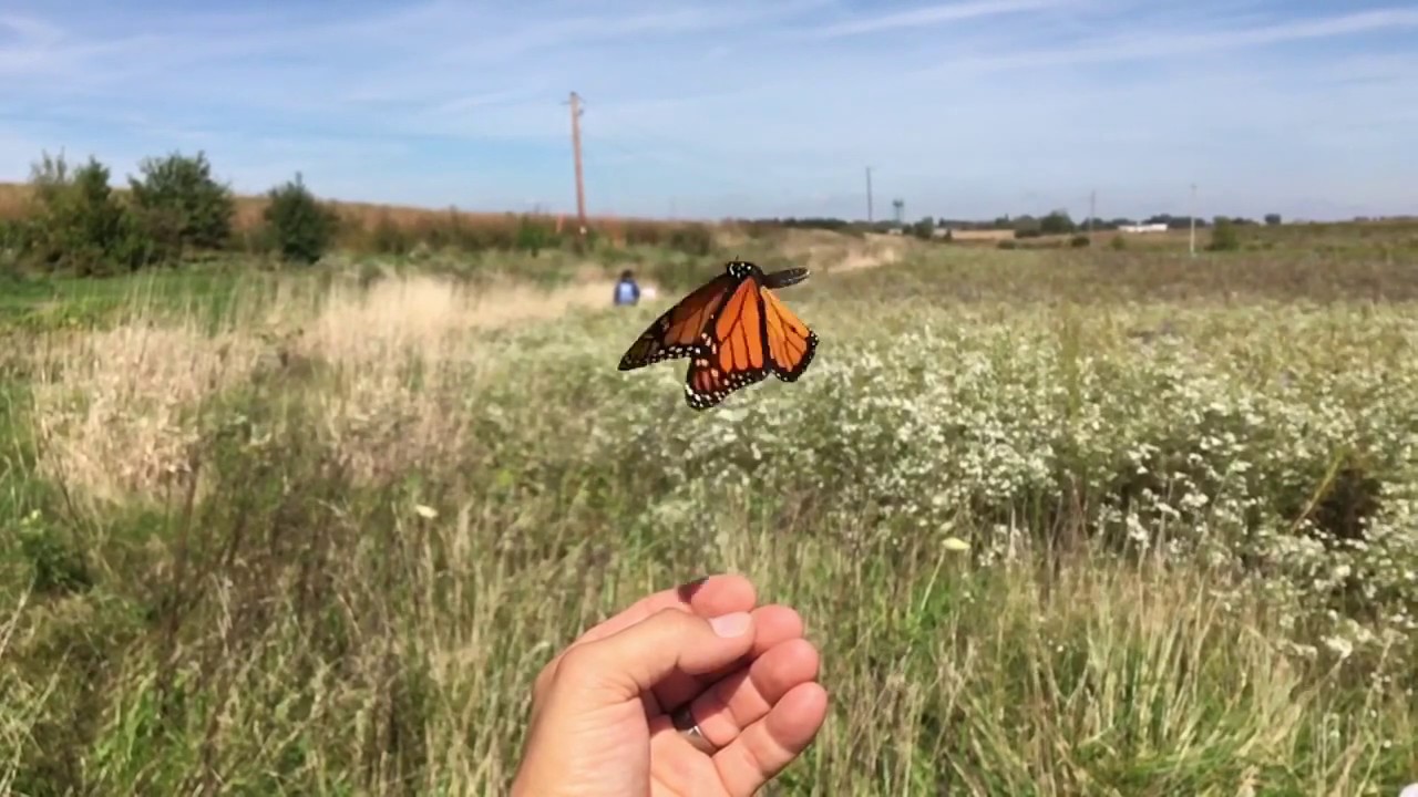 Monarch release! - YouTube