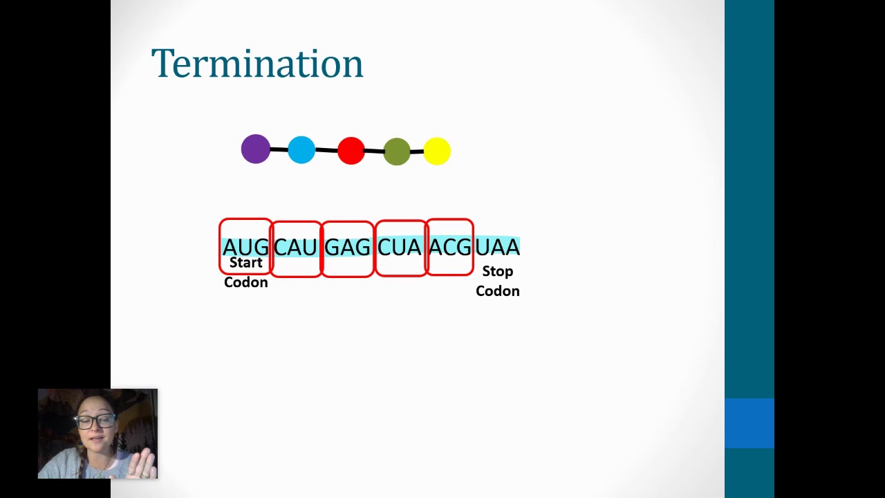Translation in Protein Synthesis (AP Biology Topic 6.4) - YouTube
