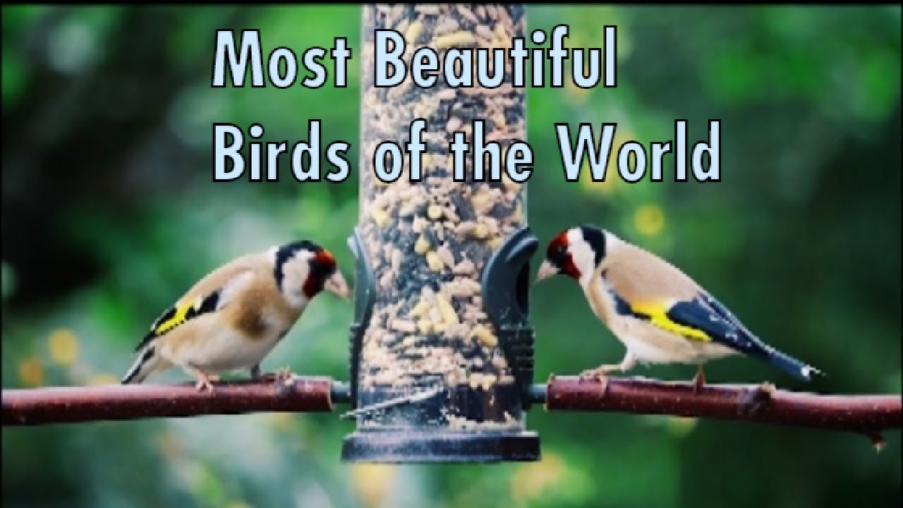 Most Beautiful Birds In the World || Scenic scenes|| - YouTube