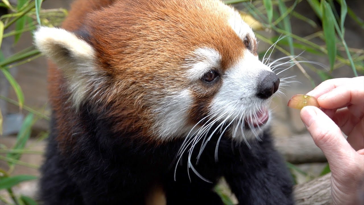 Red Pandas Eating Berries