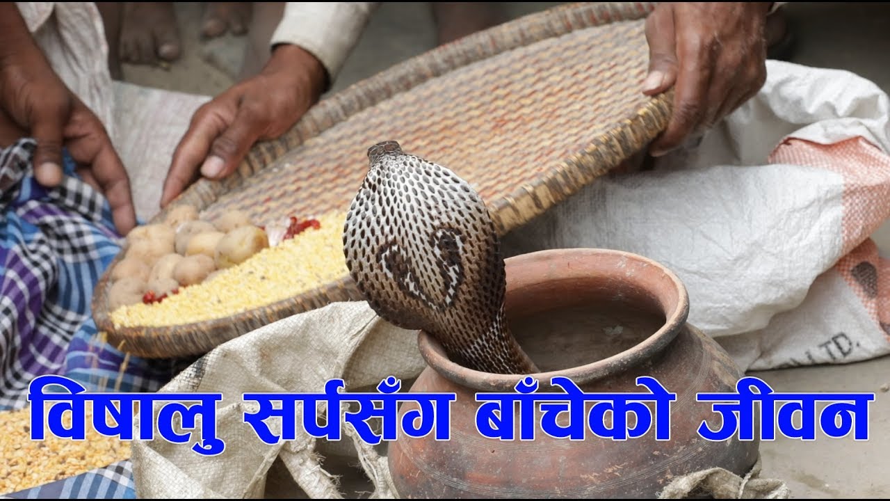 Sajha Sawal | साझा सवाल, अङ्क - ५४६ | विषालु गोमन 'नट'का लागि बाँच्ने ...