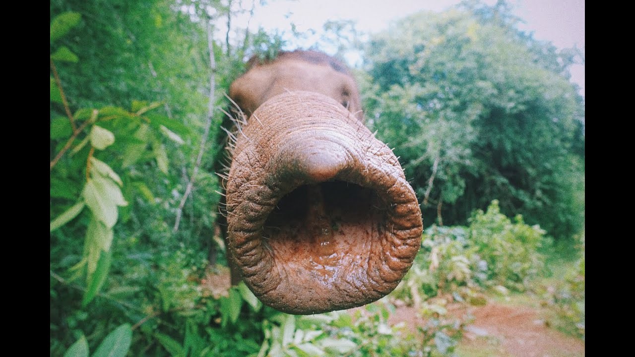 Camera Taken By An Elephant - YouTube