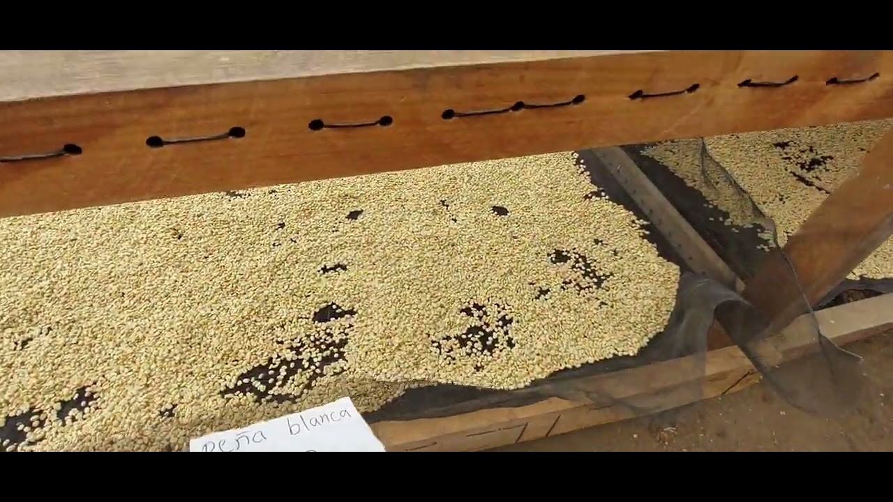Raised beds solar dryer for our coffee - YouTube