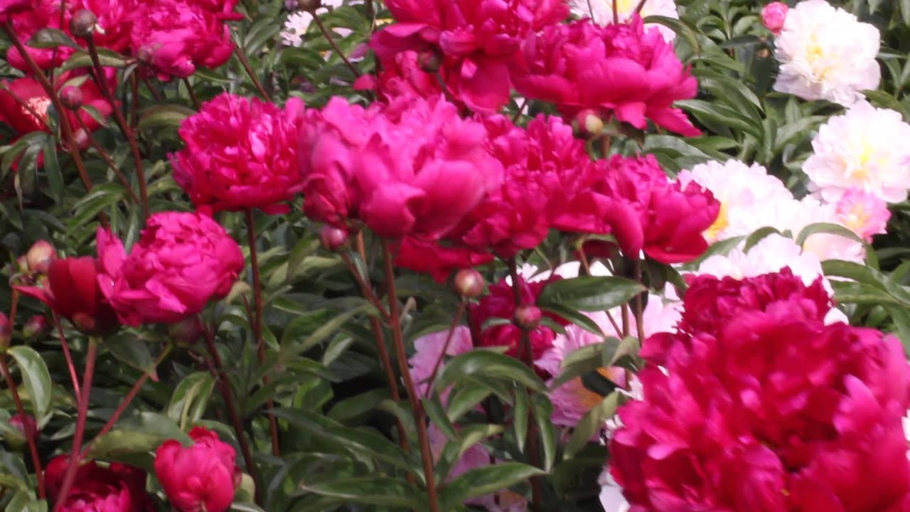 Chief Wapello | R2 Flowers | Peonies - YouTube