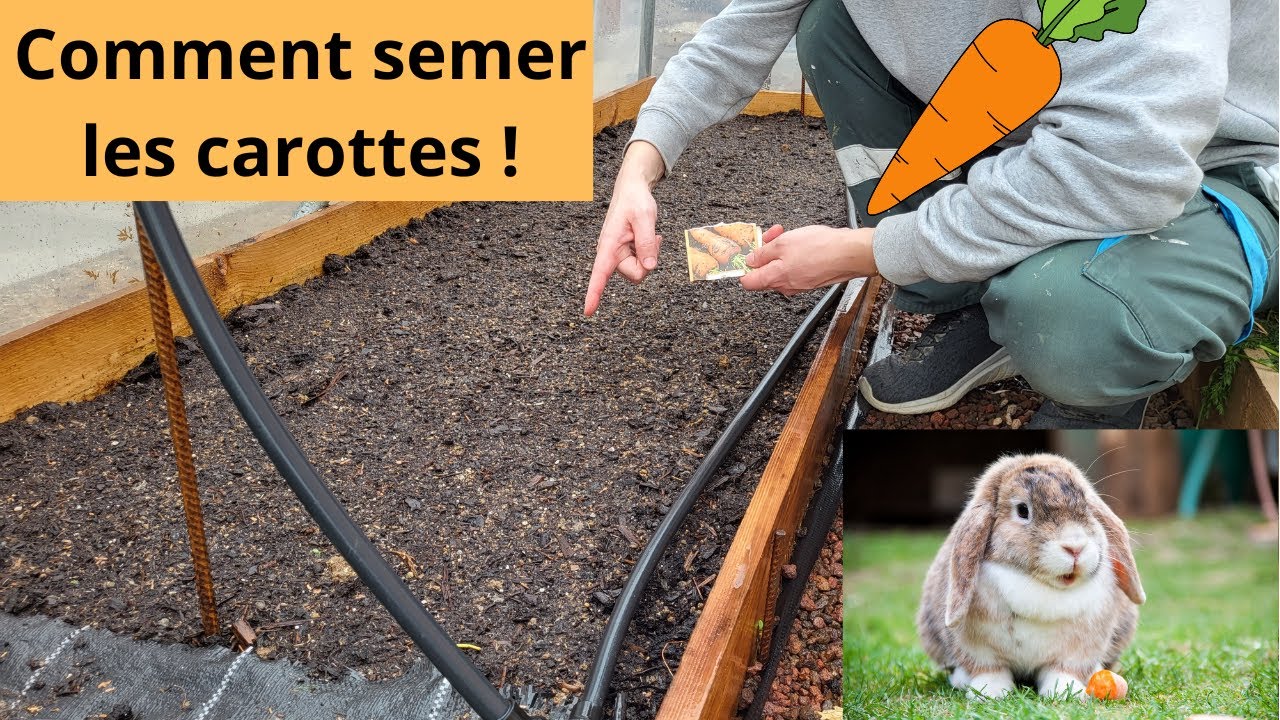 Comment semer les carottes 🥕 🥕 🥕 - YouTube
