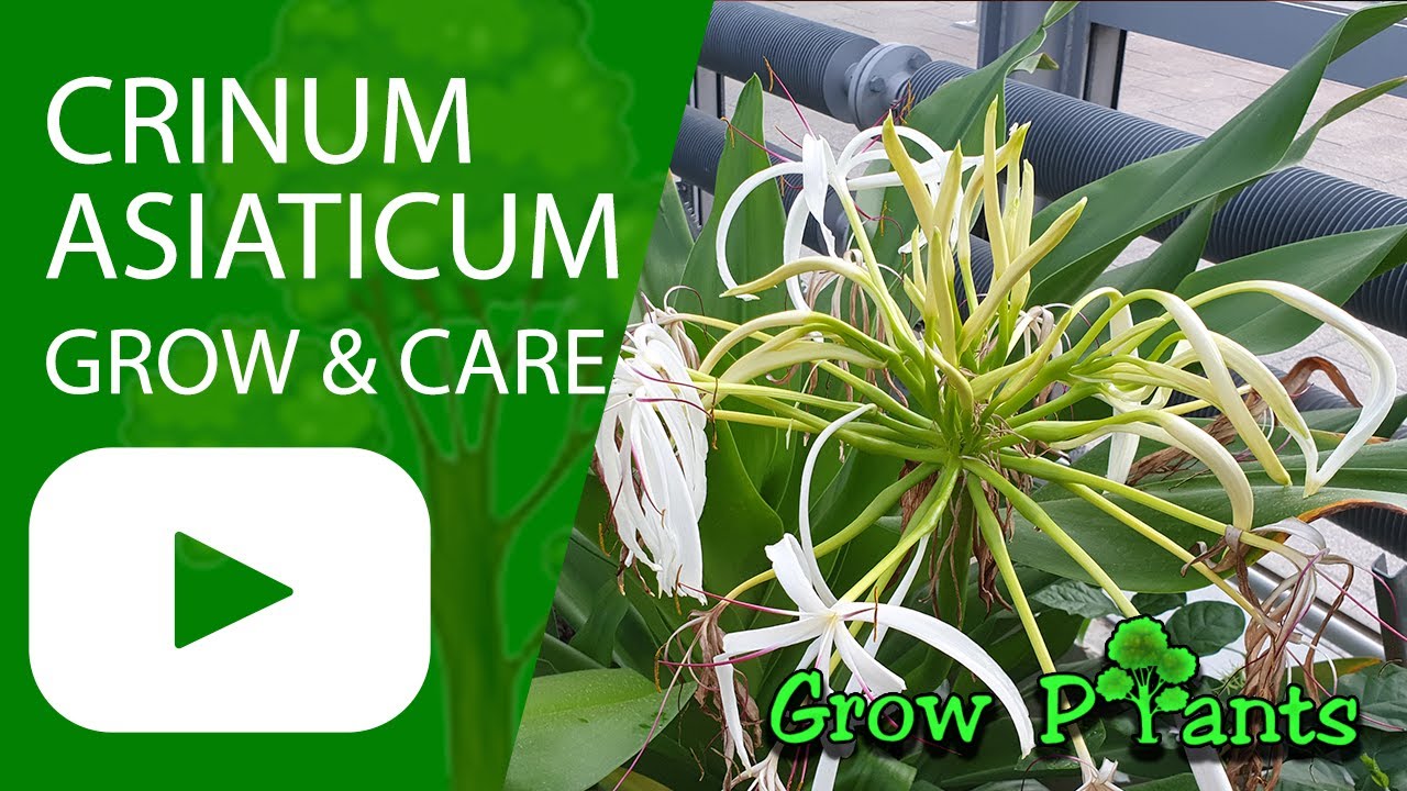 Crinum asiaticum – grow & care (herbaceous geophyte bulb) - YouTube