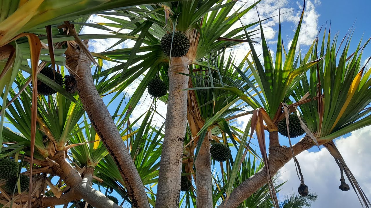 ESSE É O PINHÃO DE MADAGASCAR - YouTube