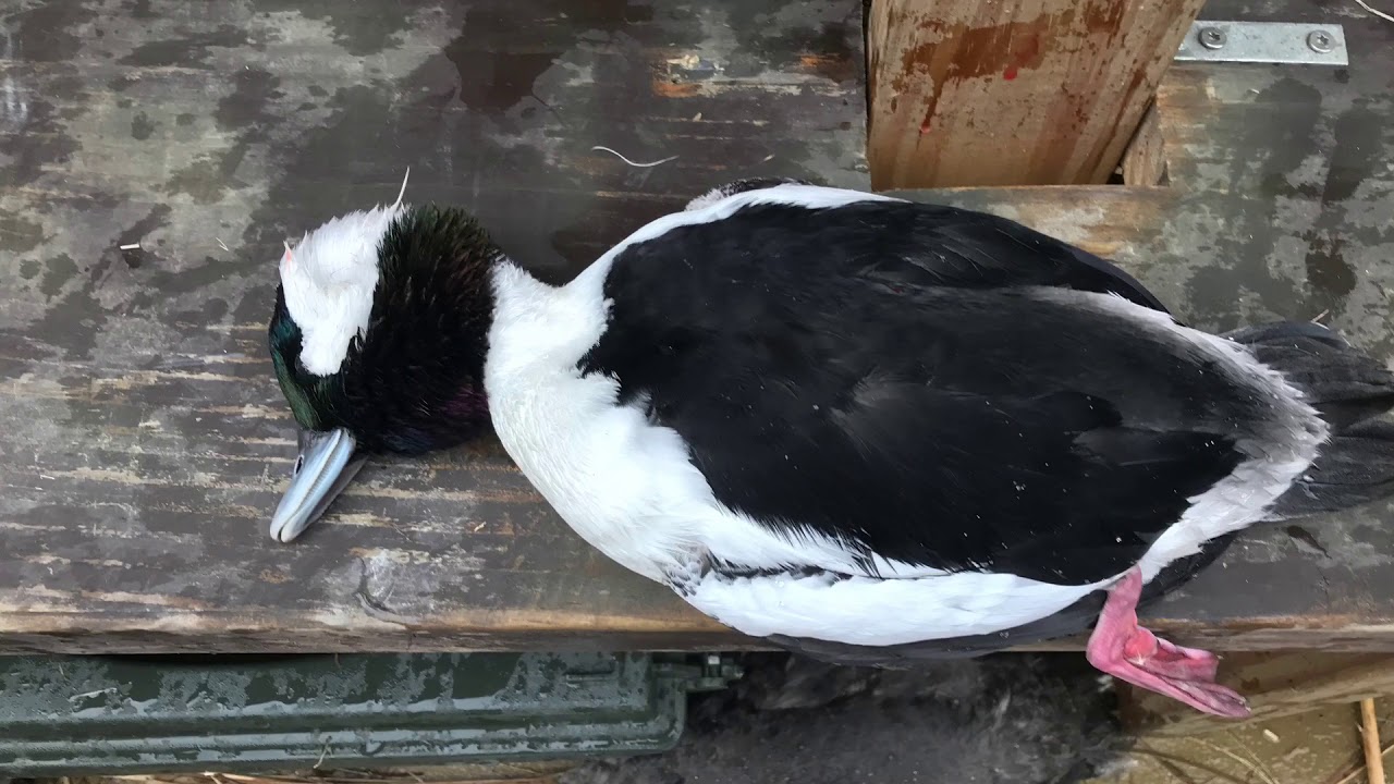 Coastal Waterfowling for Atlantic Brant And Ducks - YouTube