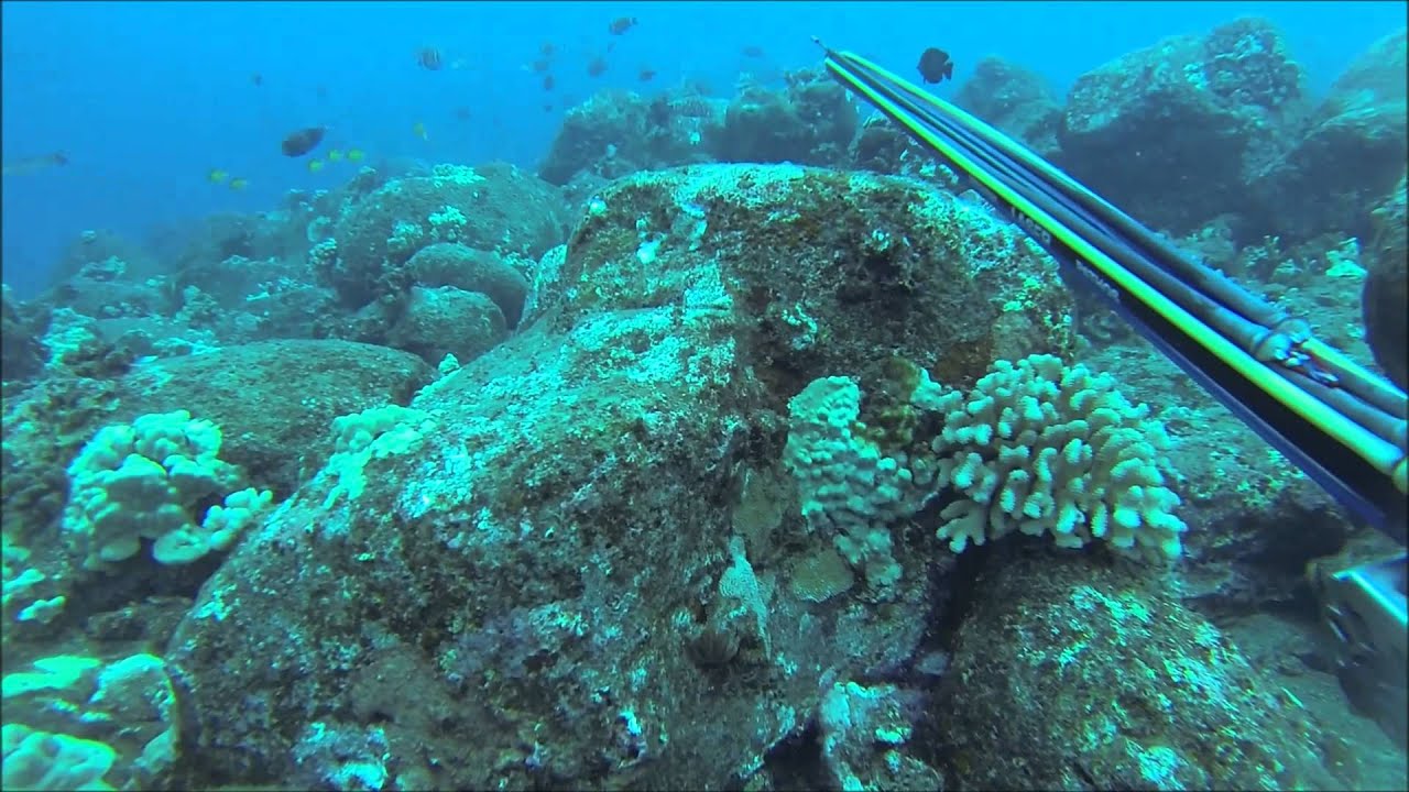 hawaii spearfishing ep.6 - YouTube