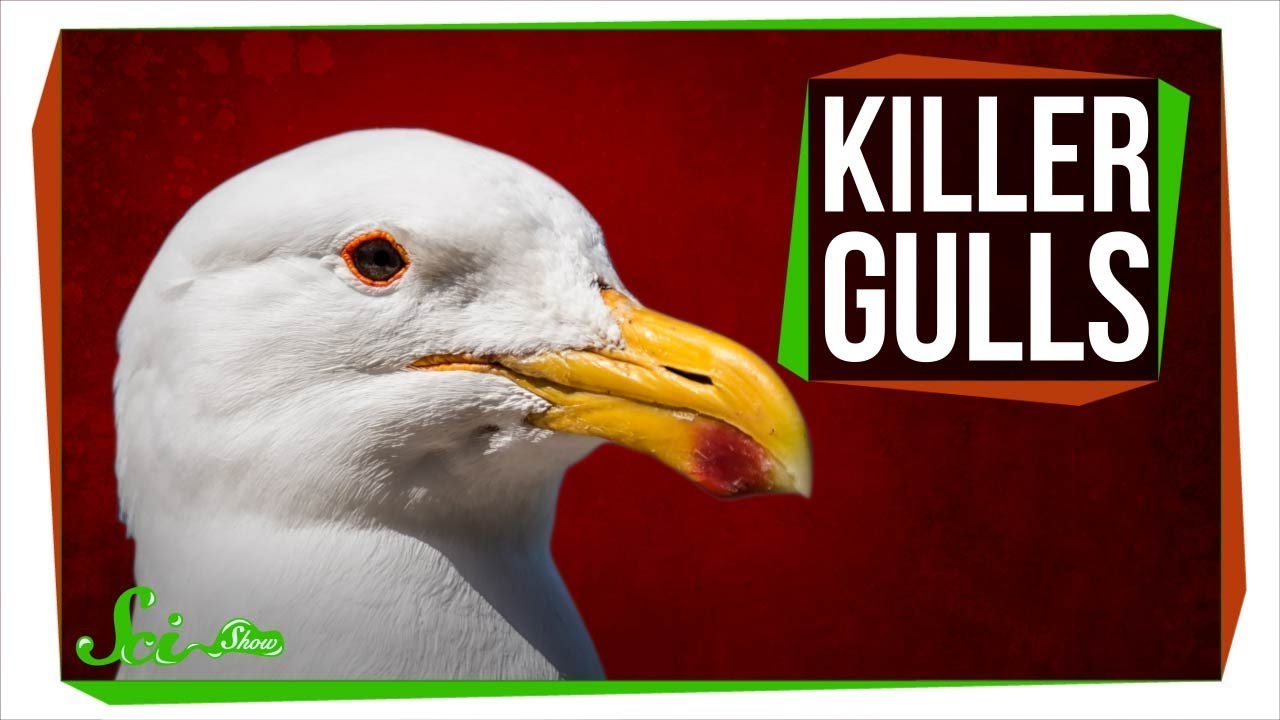 Killer Gulls Rip Into Whales and Murder Seal Pups - YouTube