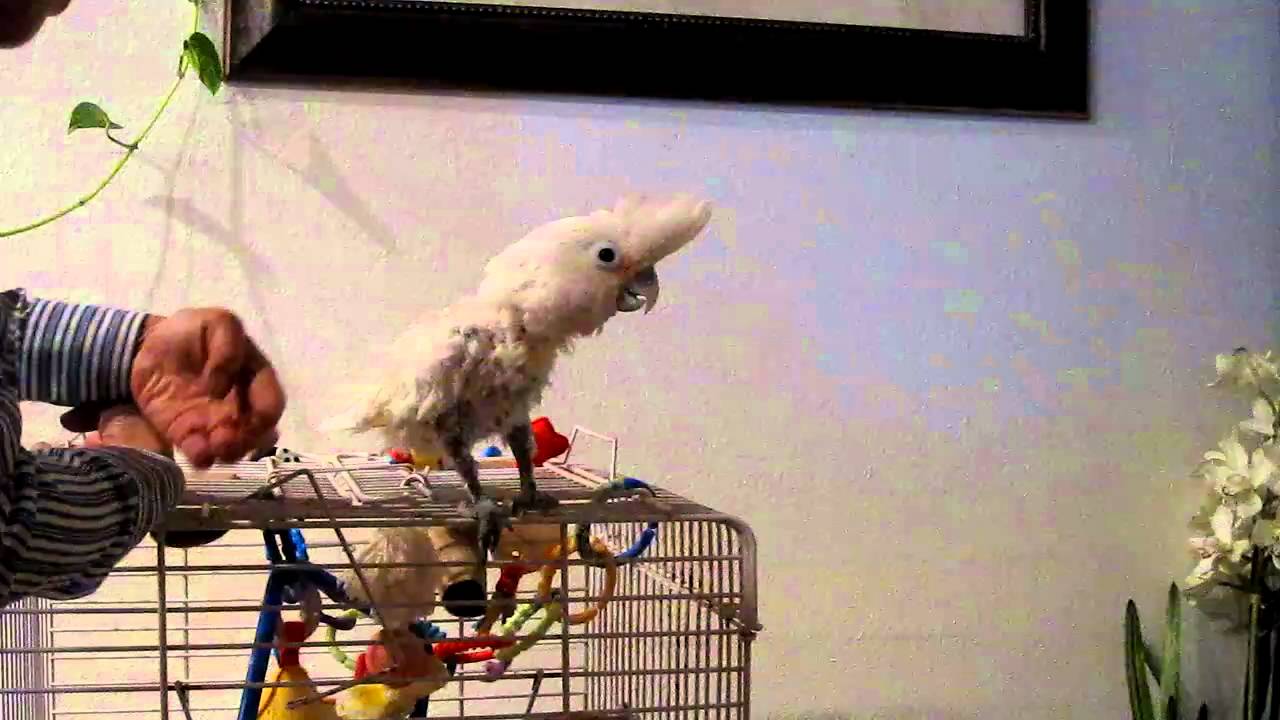 Goffins Cockatoo Refusing To Go To Bed YouTube Goffins Cockatoo Refusing To Go To Bed YouTube