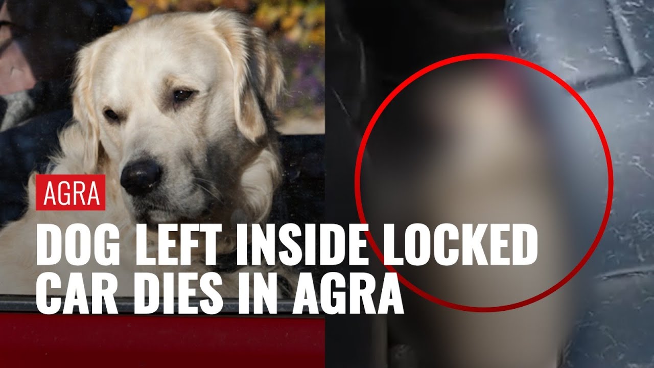 Dog suffocates in scorching car as careless pet owners enjoy tour of ...