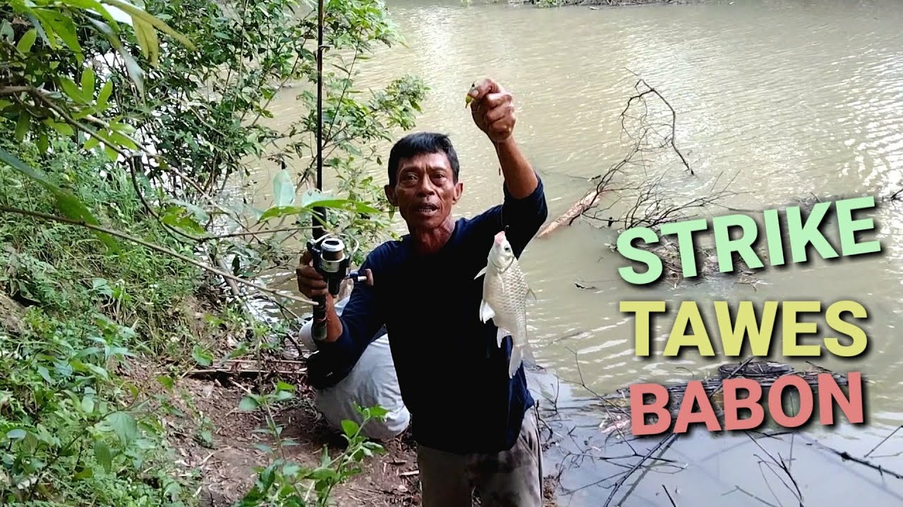 MANCING IKAN TAWES BESAR DI SUNGAI WAY KANDIS | Lampung Timur - YouTube