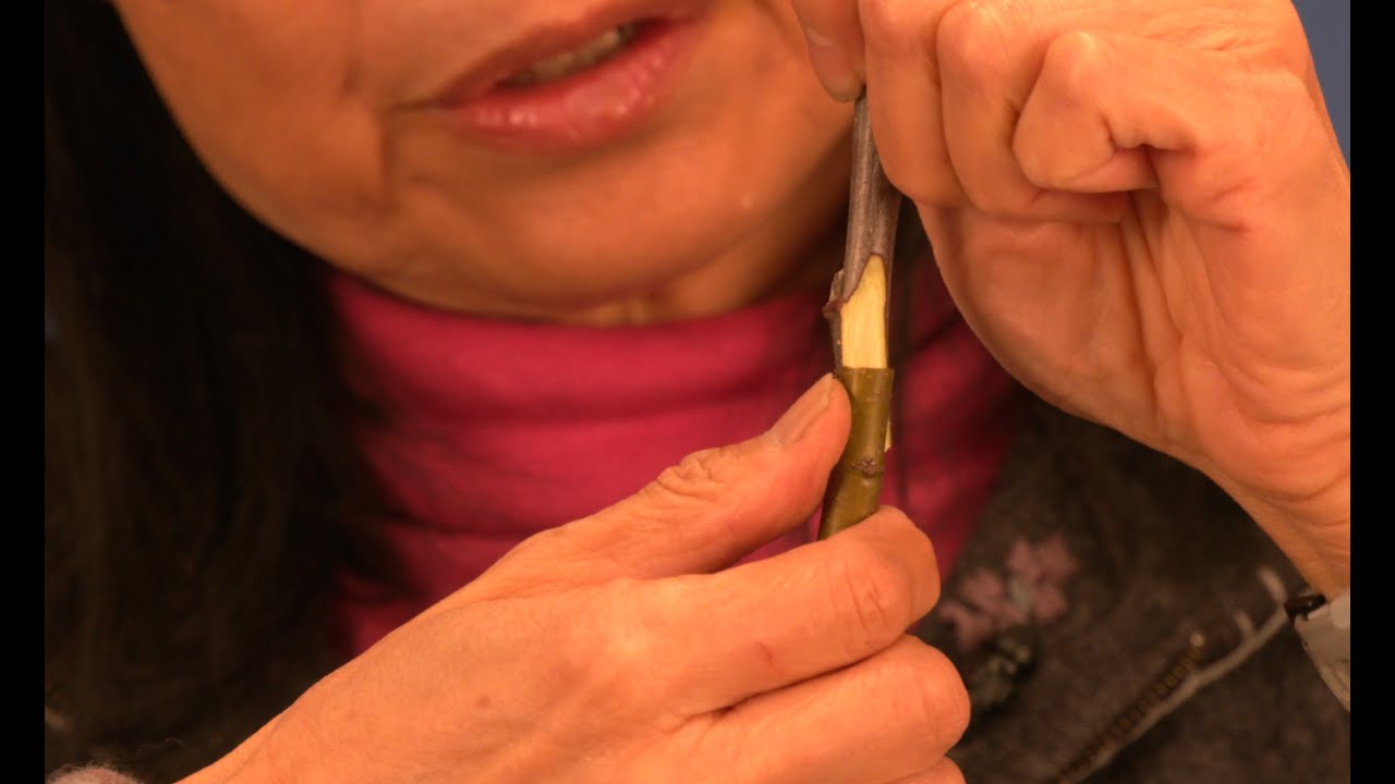 How To Graft Fruit Trees Youtube