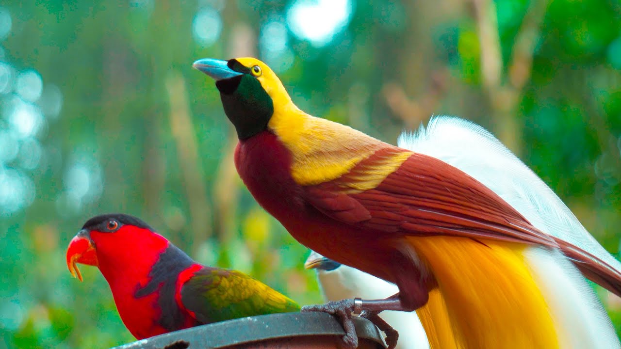 4K Ultra HD Video: Witness the Majestic Birds of Paradise Feeding with Enchanting Bird Sounds ...