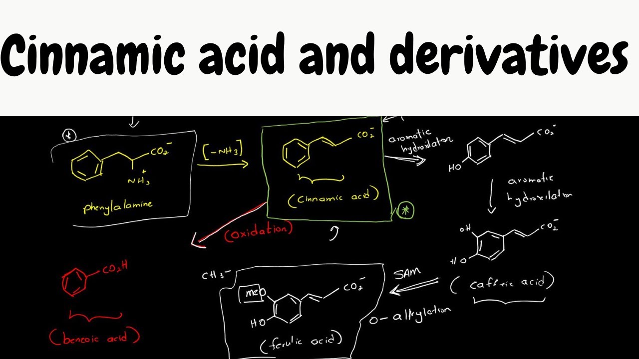 cinnamic acid biosynthesis / biosynthesis part 9 - YouTube